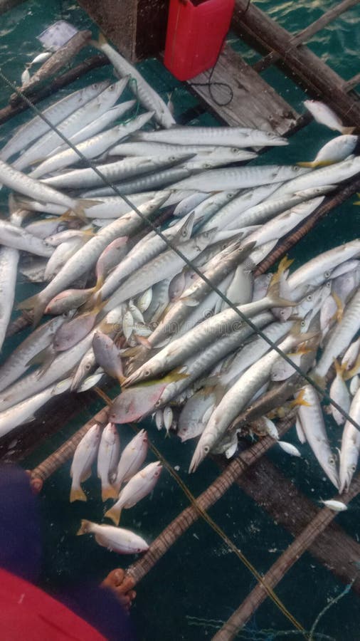 Fresh and Large Fish Caught Bay Fisherman Stock Image - Image of fresh ...