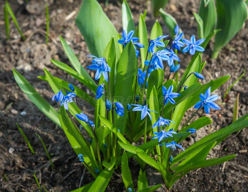 Fresh Large Spring Blue Flowers in the Garden Stock Image - Image of ...