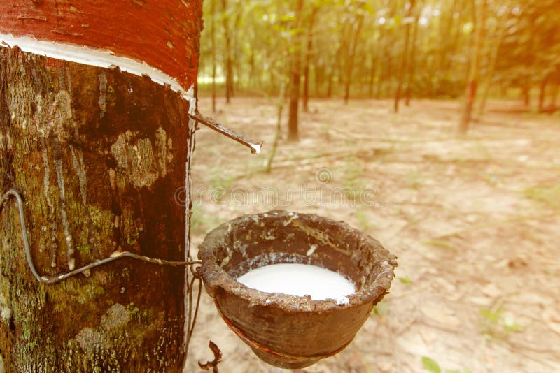 Fresh Red Sap Latex, Bleeding Blood Leaking from Gum Tree Trunk Stock ...