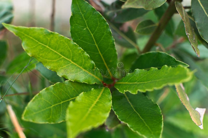 Fresh Laurel Branch Outdoors, Laurus Nobilis Stock Image - Image of ...