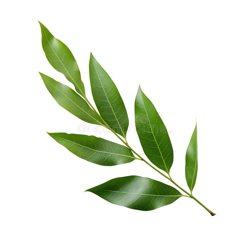 Fresh Laurel Leaf Sprig Displayed Isolated on a White Background ...