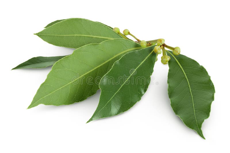 Fresh Laurel Leaves Isolated on White Background. Green Bay Leaf Stock ...