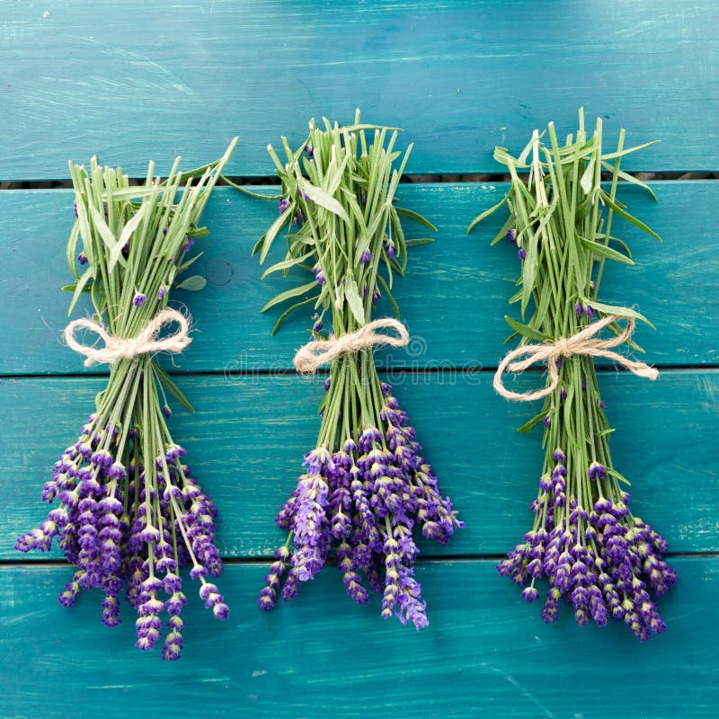 Fresh Lavender stock image. Image of herbs, lavender - 25229649