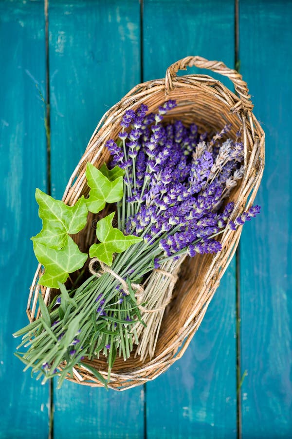 Fresh Lavender stock image. Image of herbs, lavender - 25229649