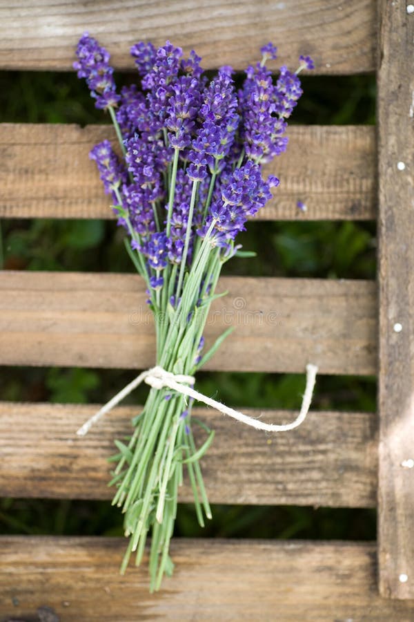 Fresh Lavender stock image. Image of herbs, lavender - 25229649