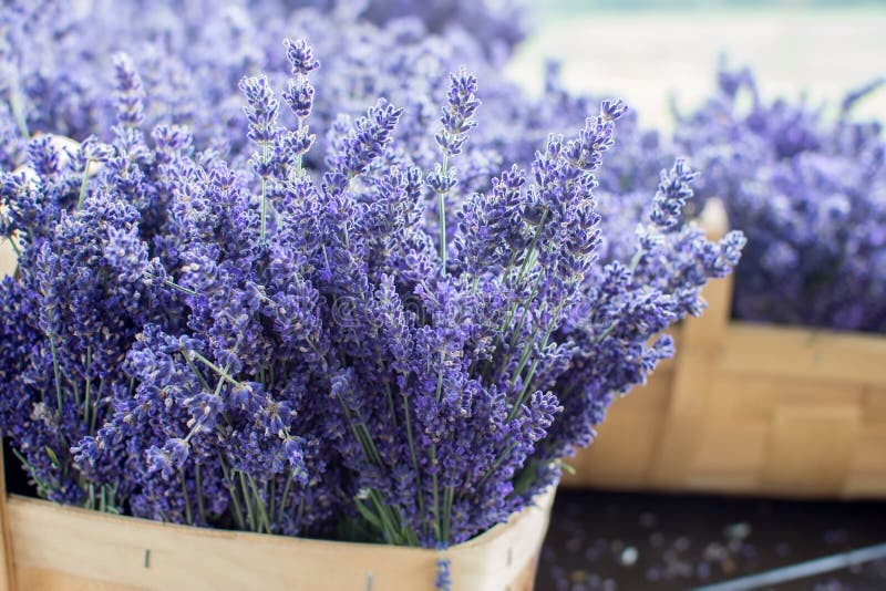 Fresh lavender in a basket stock photo. Image of natural - 42926602