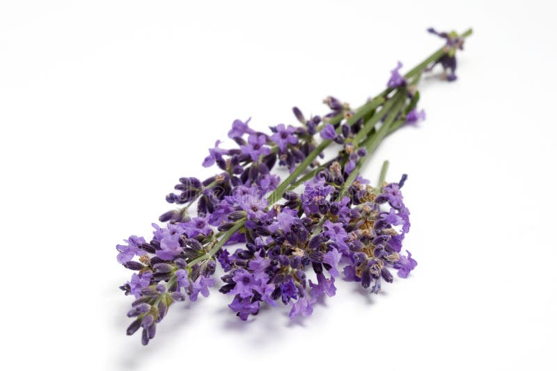 Fresh Lavender blossoms stock photo. Image of lavender - 9917780
