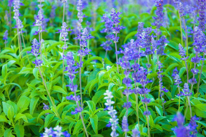 Fresh Lavender Botanical stock photo. Image of gardening - 96050254
