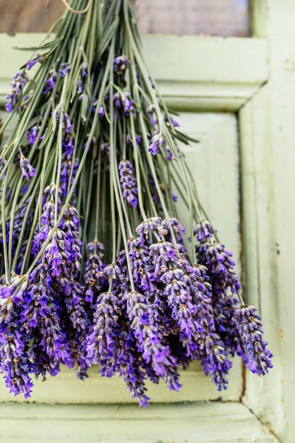 Fresh lavender stock image. Image of retro, yellow, card - 25486393