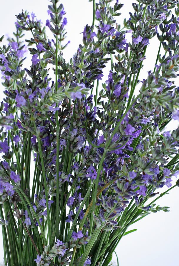 Fresh lavender close up stock photo. Image of fragrance - 14935354