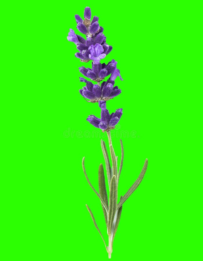 Fresh Lavender Flower Green Chroma Key Background. Simply To Isolate ...