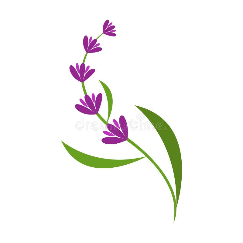 Fresh Lavender flower logo stock illustration. Illustration of card ...