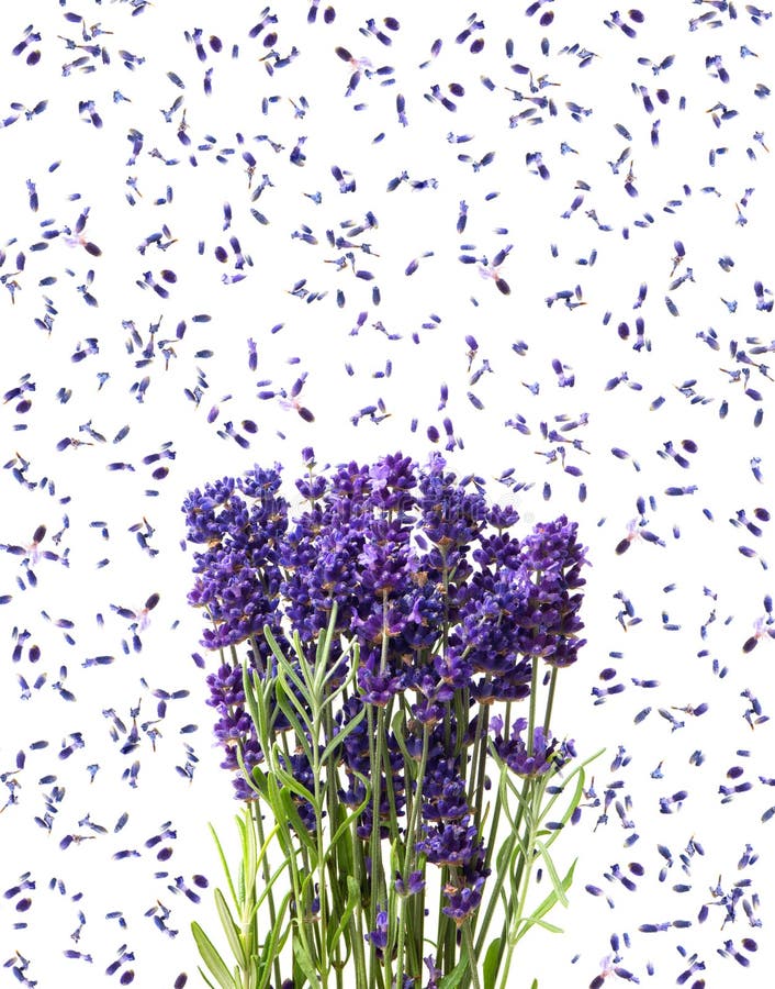 Fresh Lavender Flowers Isolated on White Stock Photo - Image of farm ...
