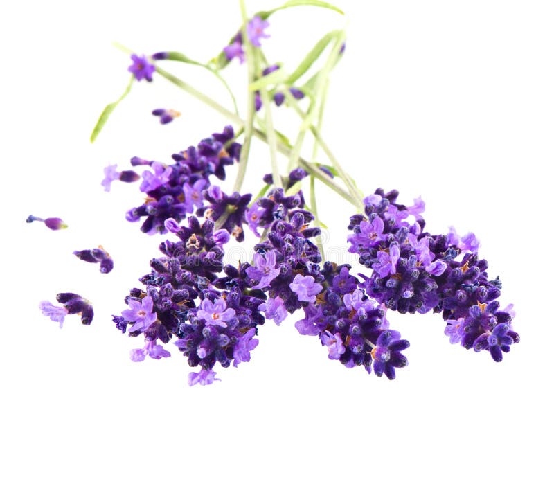 Fresh lavender stock photo. Image of lavender, herbal - 9958438