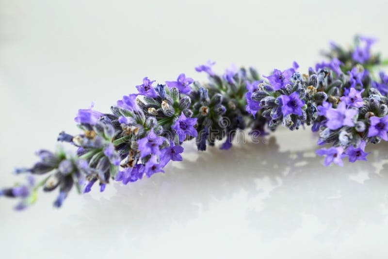 Fresh Lavender Flowers Sprig Close Up Stock Photo - Image of flowering ...