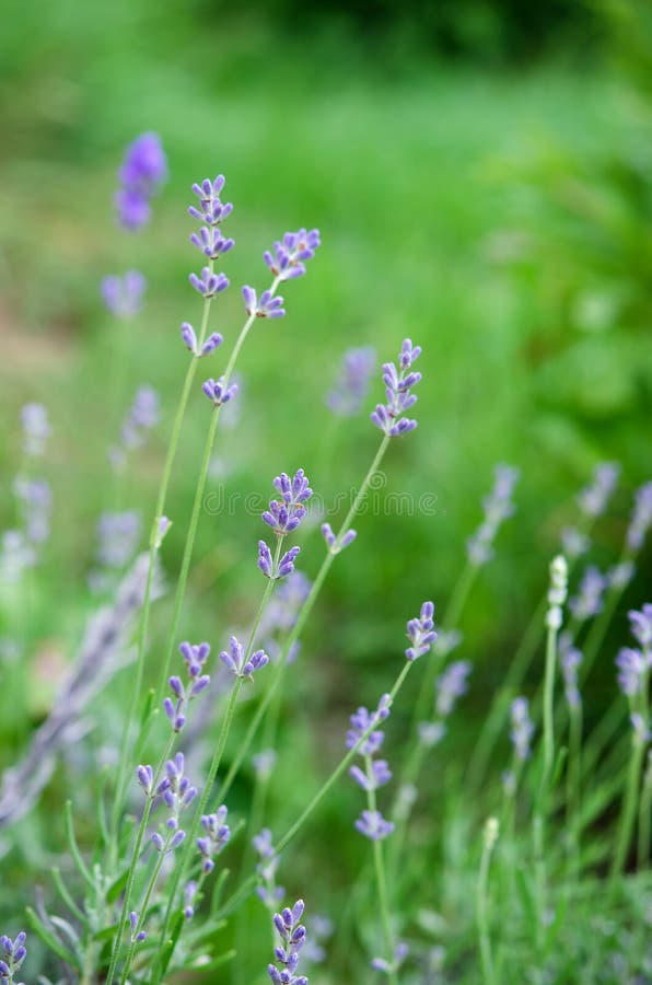 Fresh lavender growing stock photo. Image of flower, fresh - 56745842