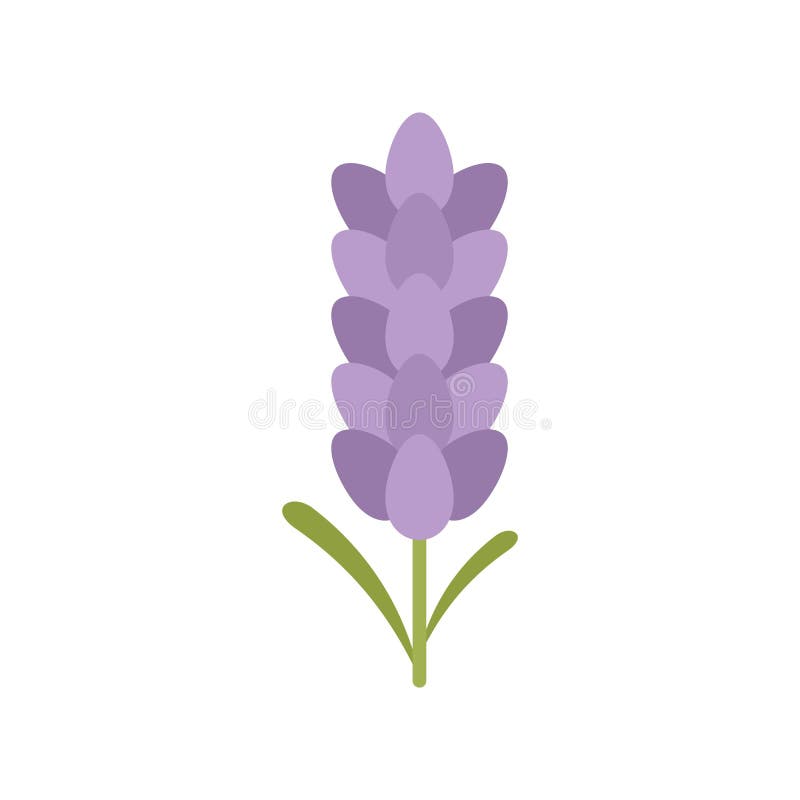 Fresh Lavender Icon Flat Isolated Vector Stock Vector - Illustration of ...