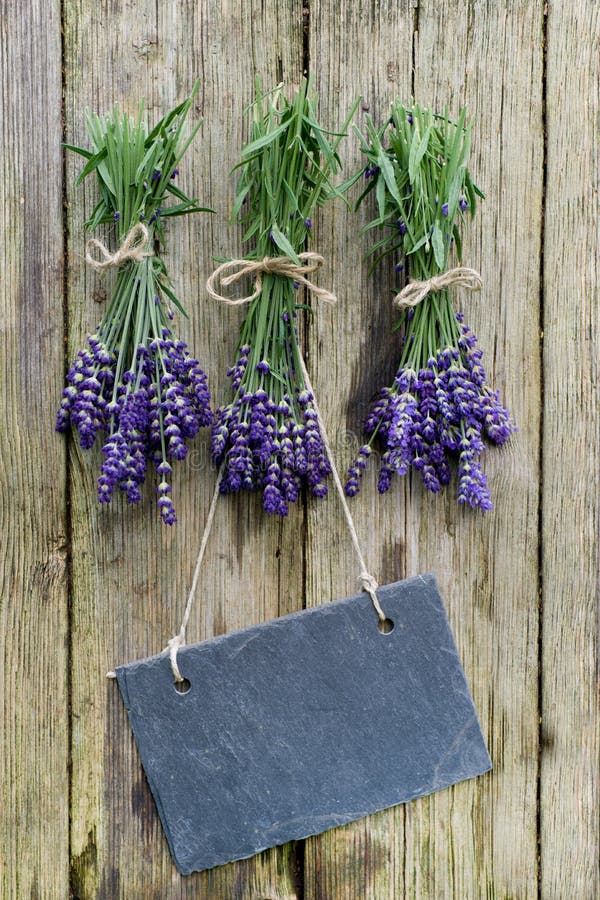 Fresh Lavender stock image. Image of herbs, lavender - 25229649