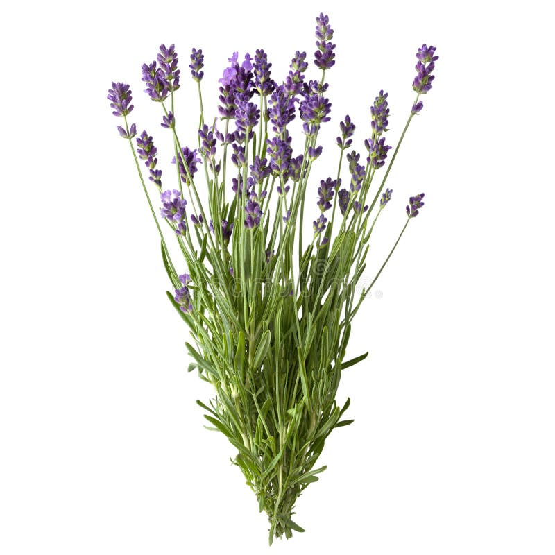 Lavender Sprig Stock Photos - Download 634 Royalty Free Photos
