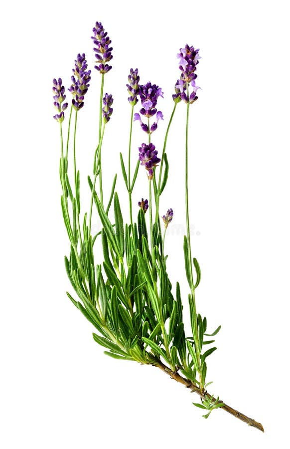 1,183 Single Fresh Lavender Stock Photos - Free & Royalty-Free Stock ...