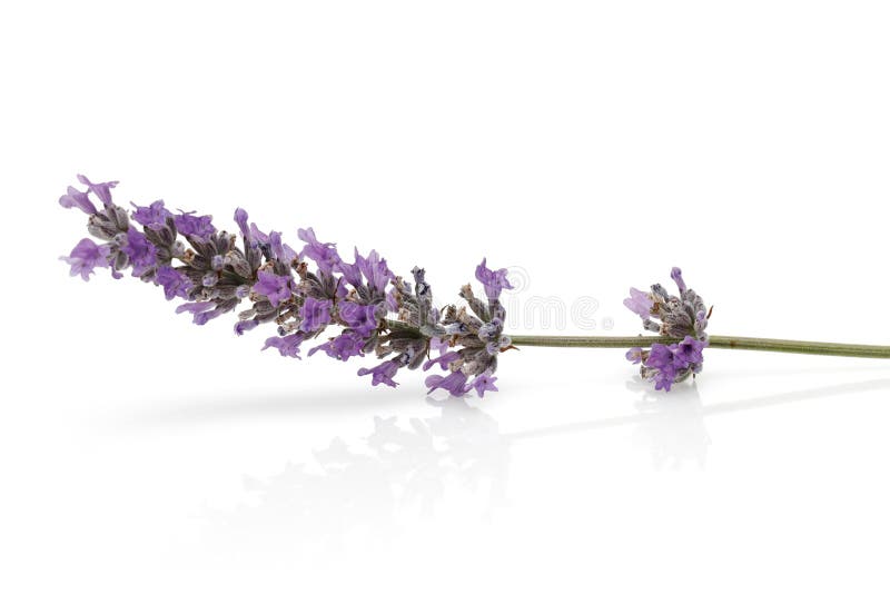 Fresh Lavender on White Background Stock Photo - Image of blemish ...