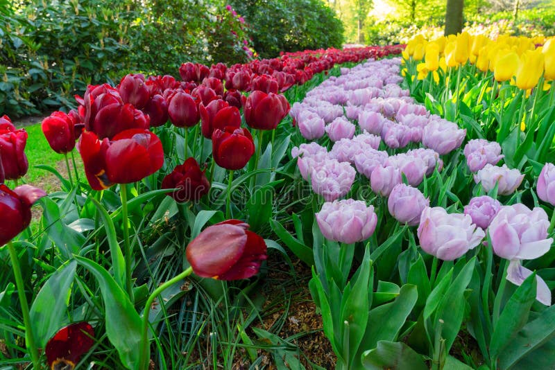 Fresh lawn with flowers stock photo. Image of lane, bloom - 142942106