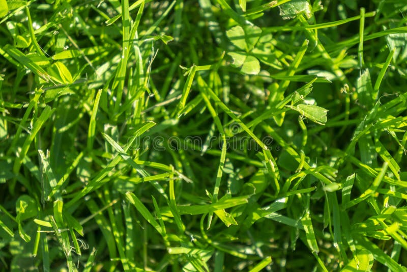 Fresh Lawn Grass. Grass Golf Courses Green Lawn Pattern Texture. Green ...