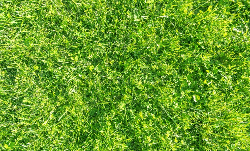 Fresh Lawn Grass. Grass Golf Courses Green Lawn Pattern Texture. Green ...