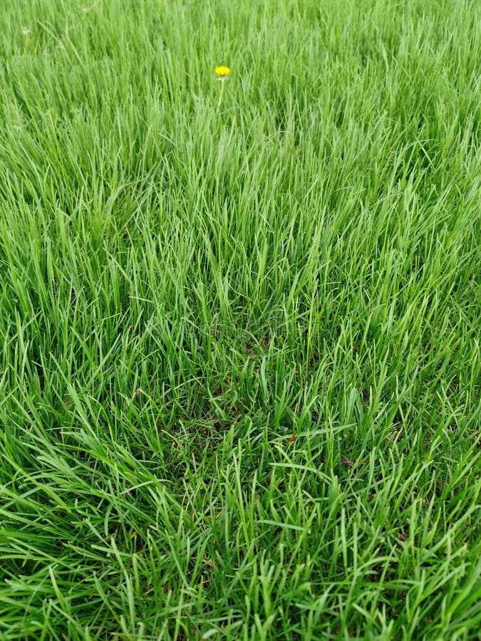 Fresh lawn grass in spring stock image. Image of leaf - 219235955