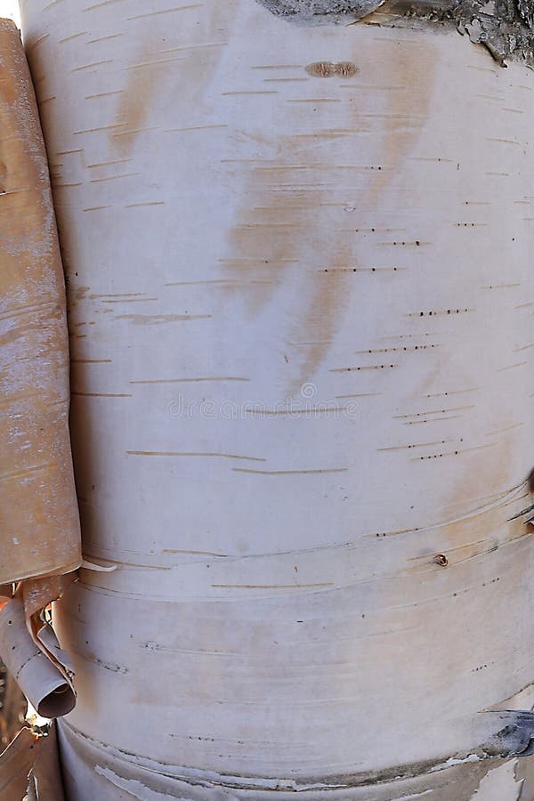 Fresh Layer Skin of Birch Background Stock Image - Image of texture ...