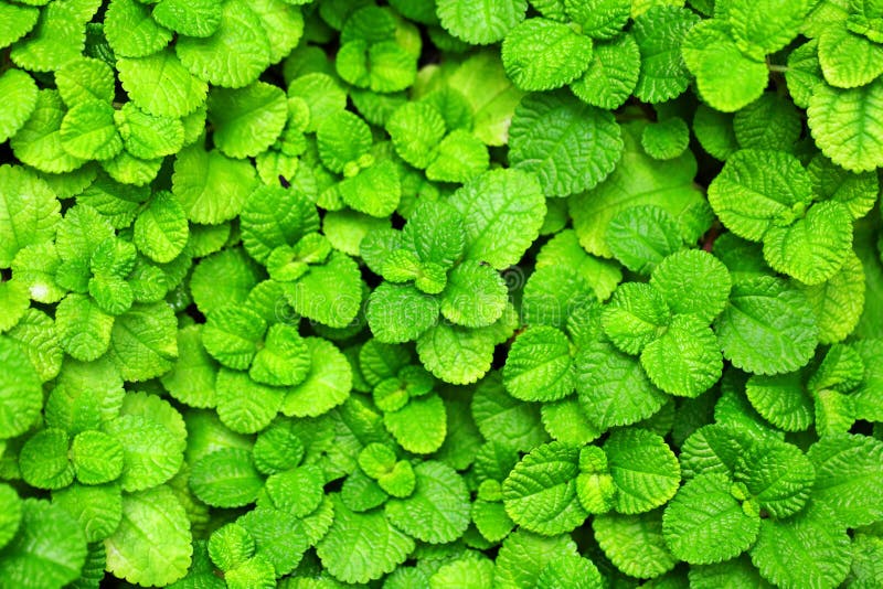 Fresh leaf stock photo. Image of harmony, abstract, clean - 25220546