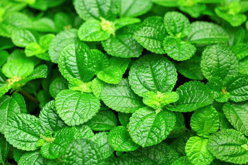 Fresh leaf stock photo. Image of botany, idyllic, bright - 26151586