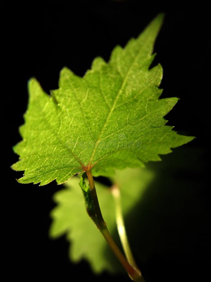 Fresh leaf stock image. Image of florist, structure, sylvan - 3554515