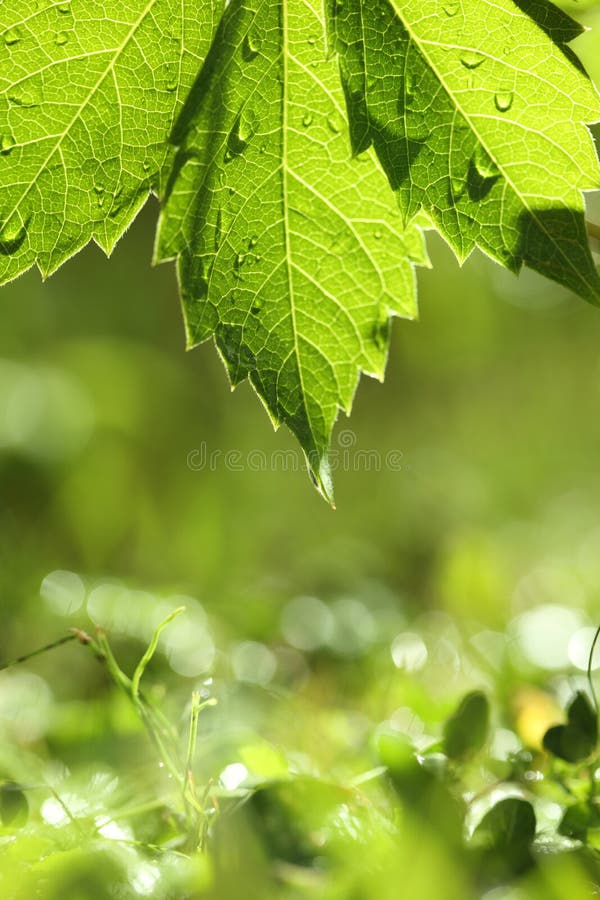 Fresh leaf background stock image. Image of lush, grass - 15609629