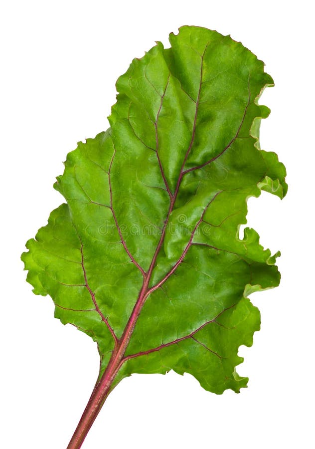 Fresh leaf beet root stock photo. Image of chard, beet - 27220862