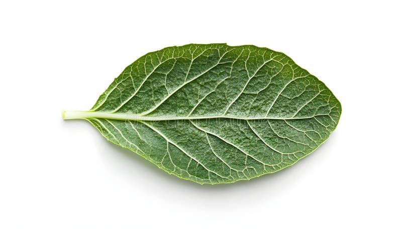 Fresh Leaf of Chinese Cabbage Isolated on White, Top View Stock Image ...