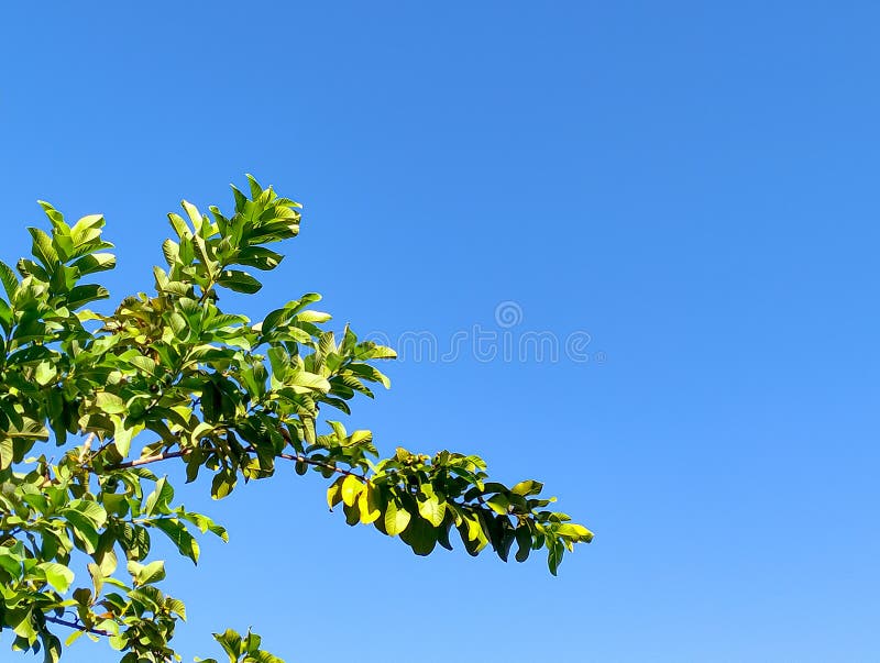 Fresh Leaf Detail with Clear Blue Sky Background Stock Image - Image of ...