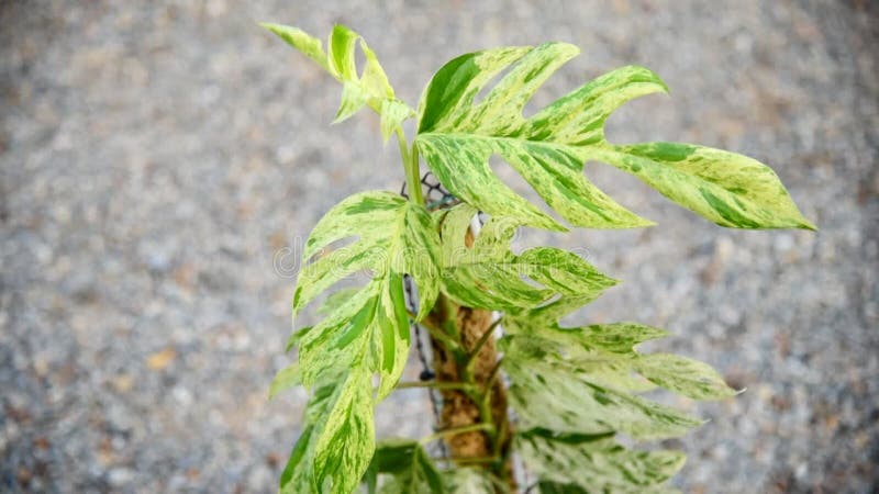 Fresh Leaf of Epipremnum Pinnatum Marble Plant in a Pot Stock Video ...