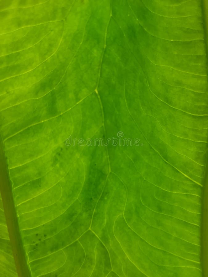 Fresh Leaf Fiber, with Natural Green Color Stock Photo - Image of food ...
