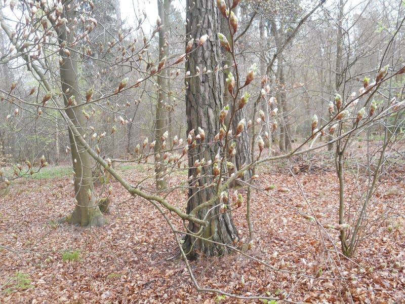 Fresh Leaf of a Beech Tree in Spring Stock Photo - Image of beech ...