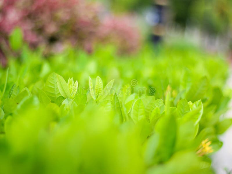 Fresh Leaf Green Closeup in the Park Outdoor Stock Image - Image of ...
