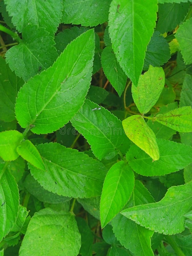 Fresh Leaf Green Natural Wallpaper Stock Image - Image of green, fresh ...