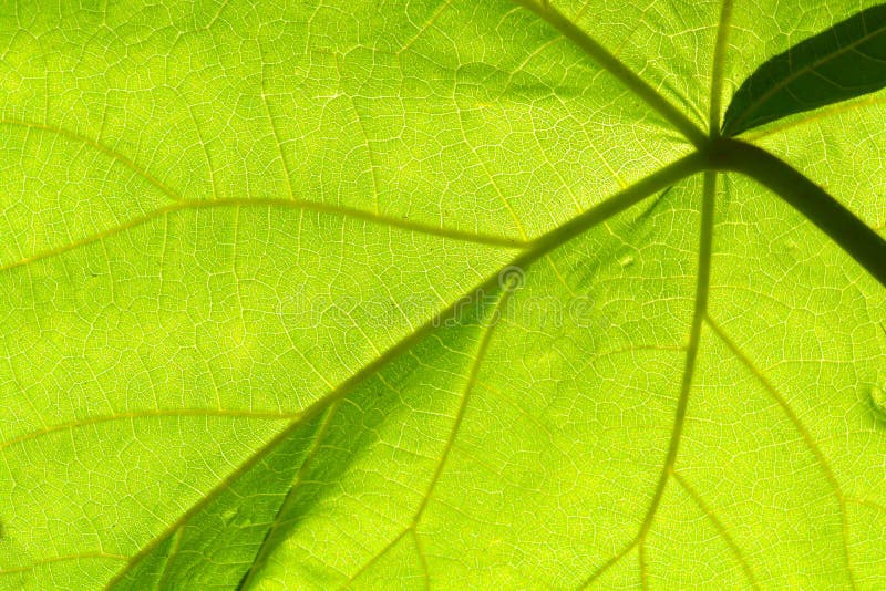 Fresh Leaf High Resolution Detail Stock Photo - Image of translucid ...