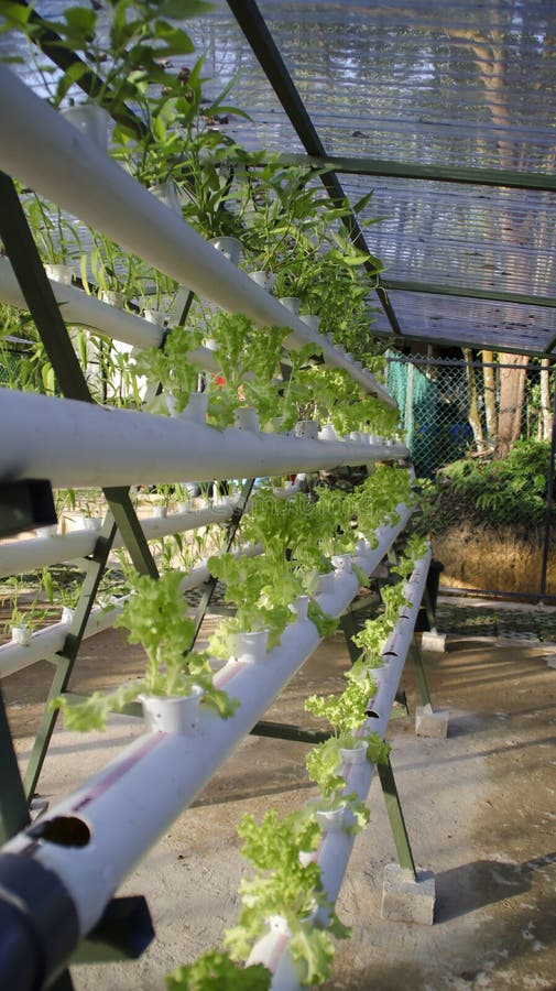 Fresh Leaf Lettuce Green Vegetable Plant by Hydroponic Method. Nutrient ...