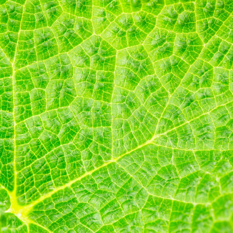 Creeping Raspberry or Rubus Rolfei Plant Leaves and Flower Stock Photo ...