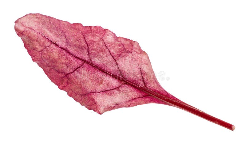Fresh Leaf of Red Chard Leafy Vegetable Isolated Stock Image - Image of ...