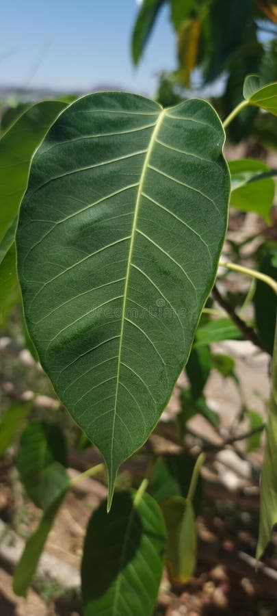 Sandboxtree Stock Photos - Free & Royalty-Free Stock Photos from Dreamstime