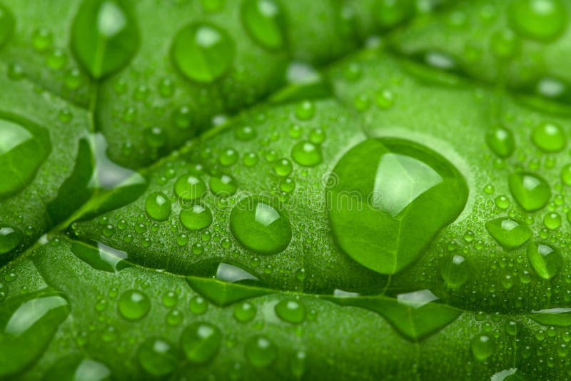 Fresh Leaf with Water Droplets Stock Photo - Image of background, macro ... Fresh Leaf with Water Droplets Stock Photo - Image of background, macro ...