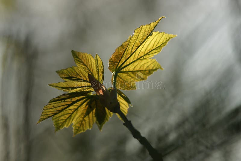 Fresh Leafs in Early Spring Stock Photo - Image of catching ...