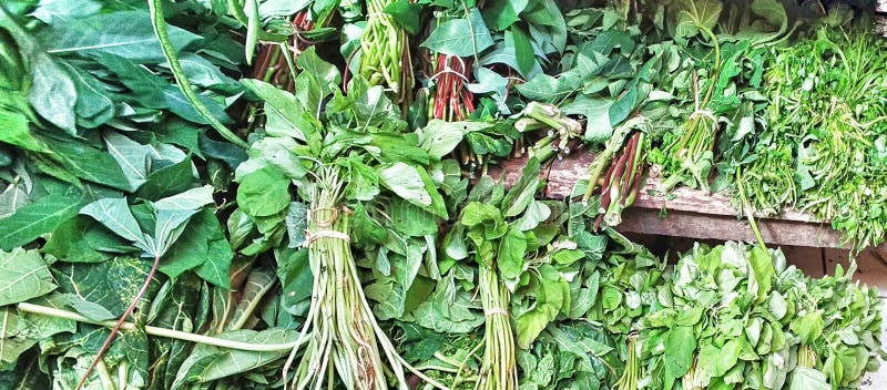 Fresh Leafy Greens are Ready for Cooking and Packet with Nutrients ...